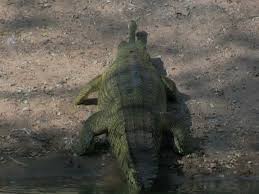 Alligators: Key Facts About Their Life and Habitat - Info Petite Nation