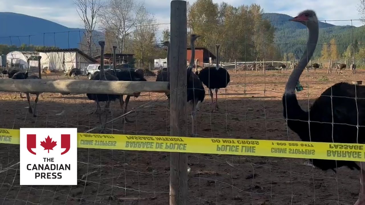 Discover BC Ostrich Farm: A Unique Attraction in Canada